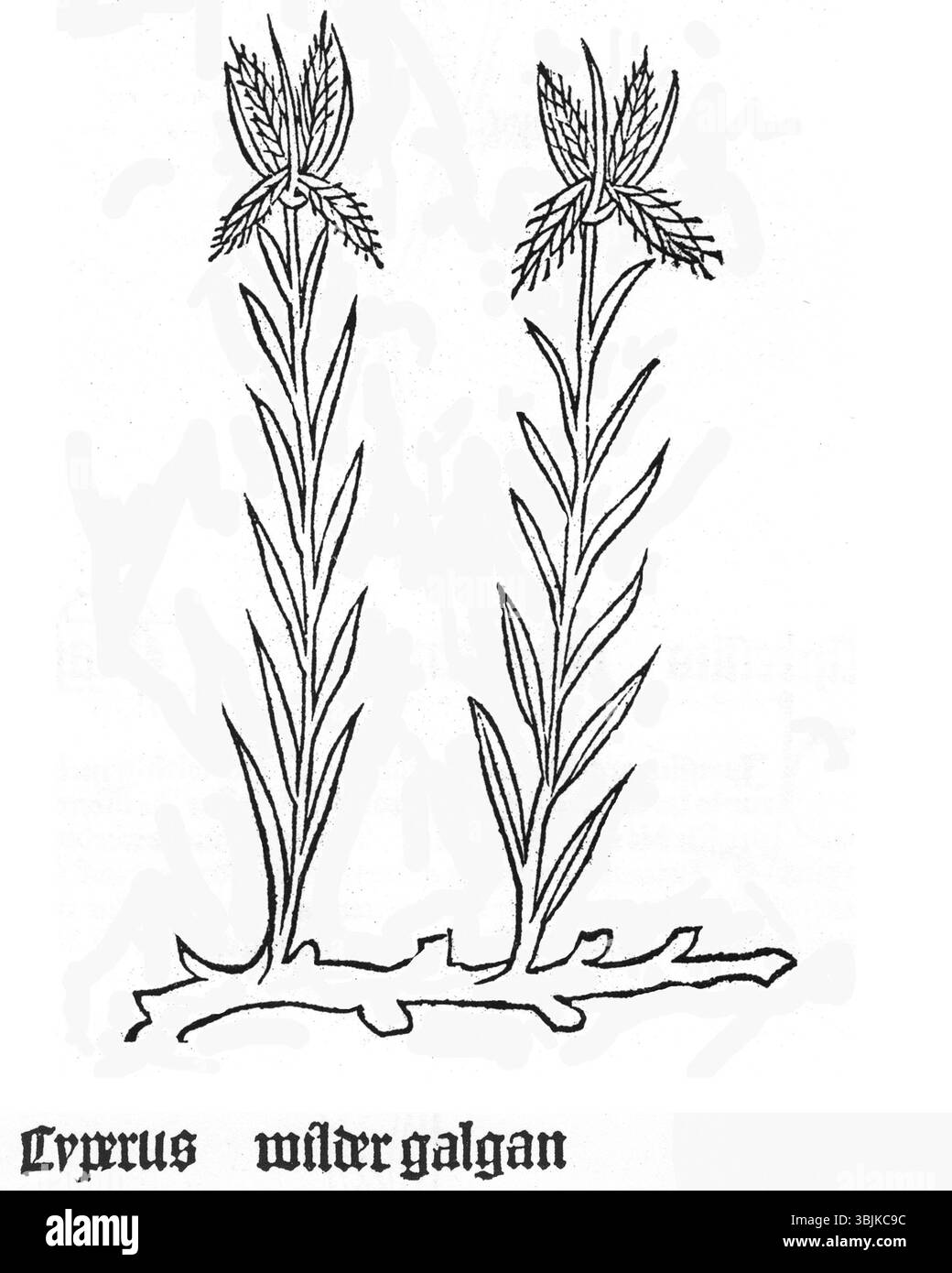 *Gart Cyperus* (1485) is a botanical illustration of *Cyperus spec ...