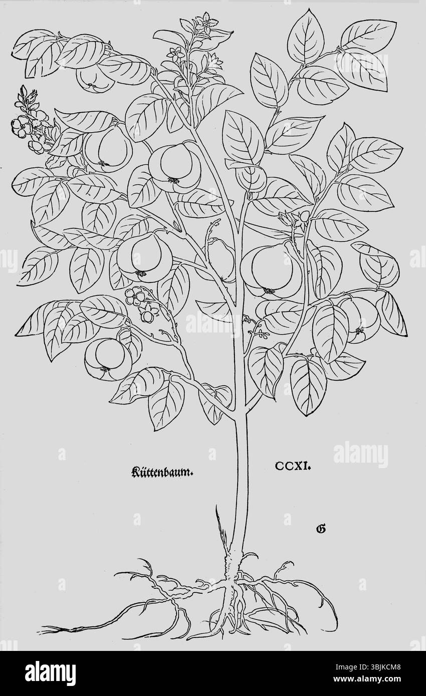 Fruit captures Black and White Stock Photos & Images - Alamy