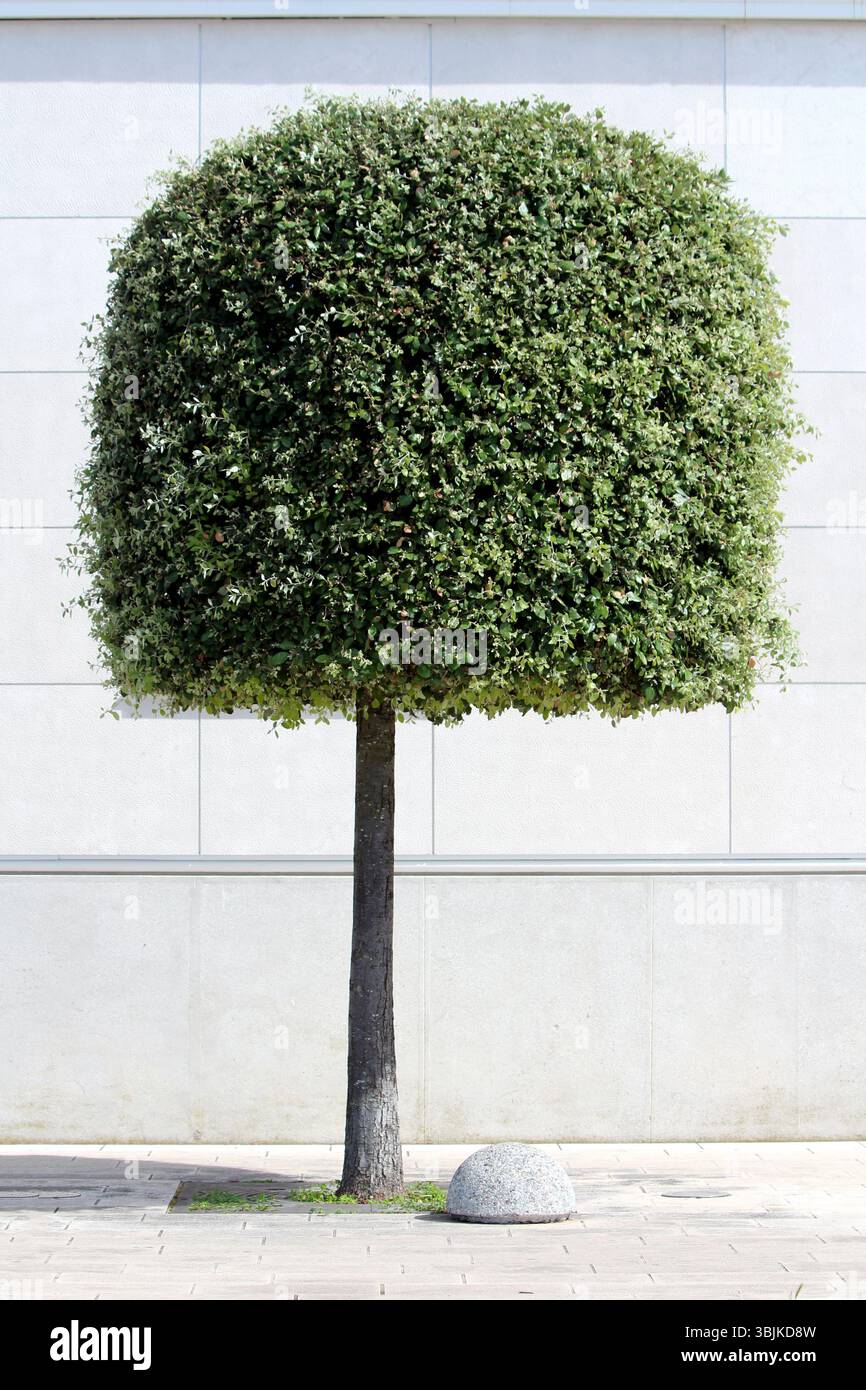 Holm oak Quercus ilex, pruned into a dense geometric crown, stands ...