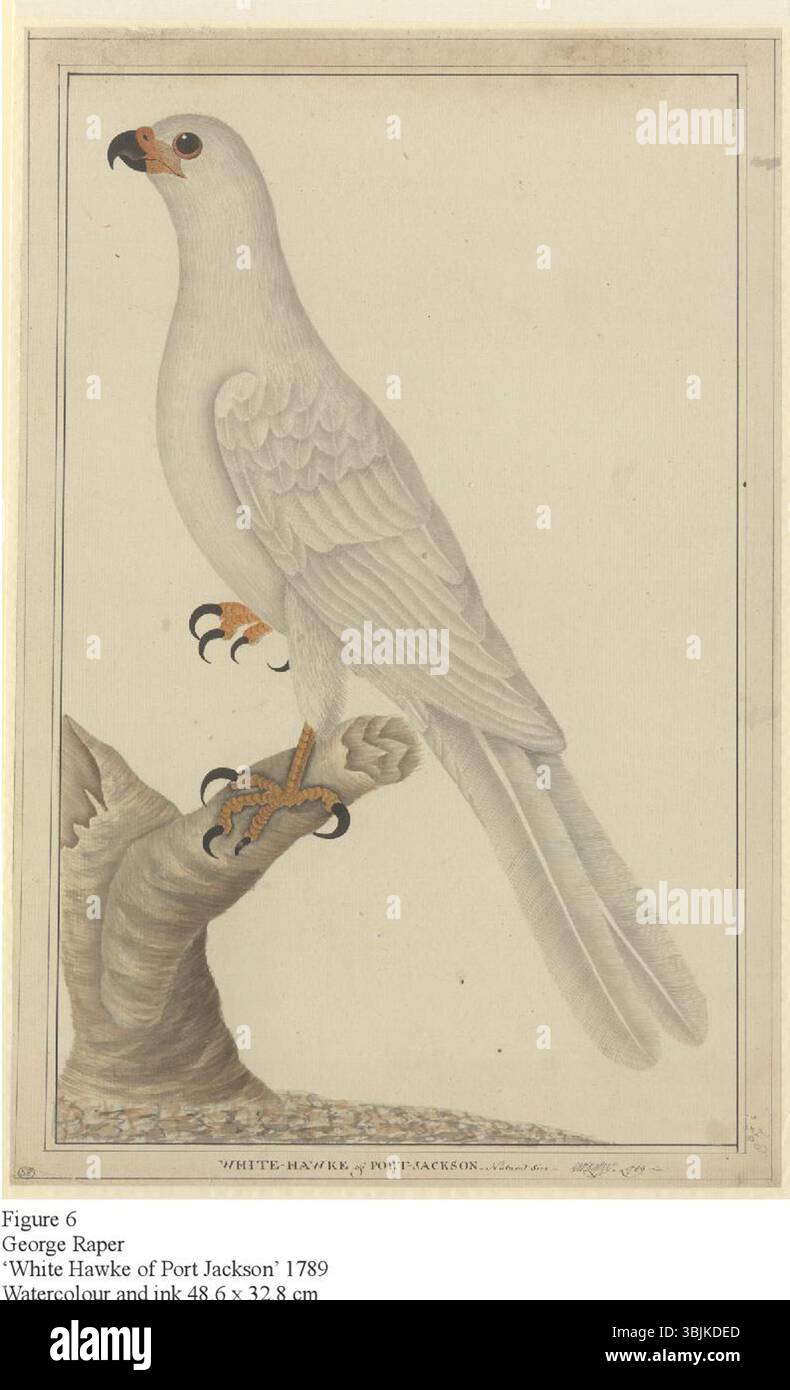 This illustration by George Raper (1769–1796), created before 1791 ...