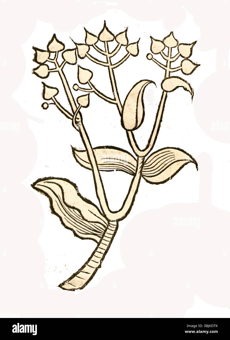 A botanical illustration titled 'Hortus Sene' from 1491, depicting ...