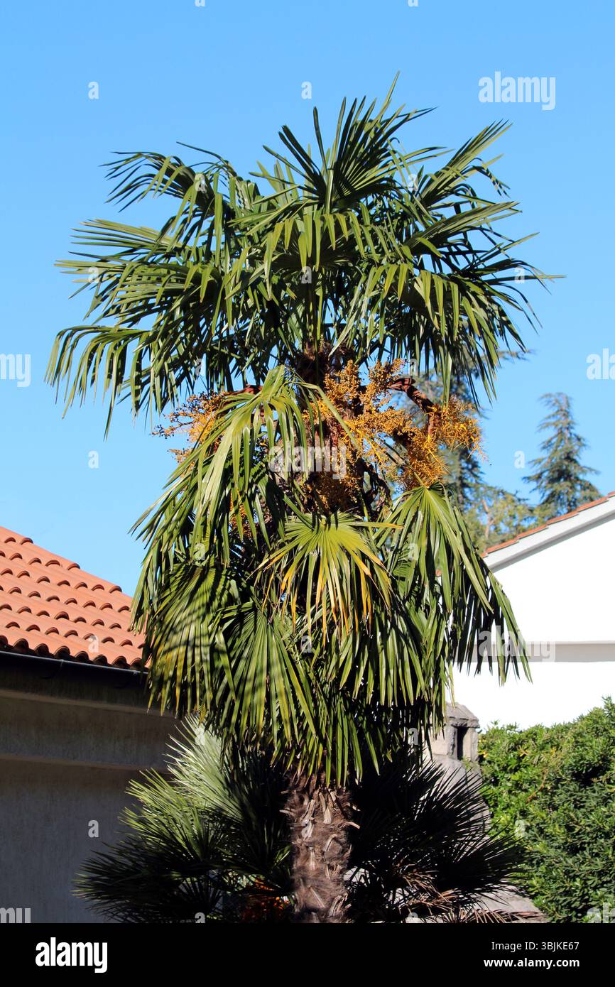 Fan shaped roof hi-res stock photography and images - Alamy
