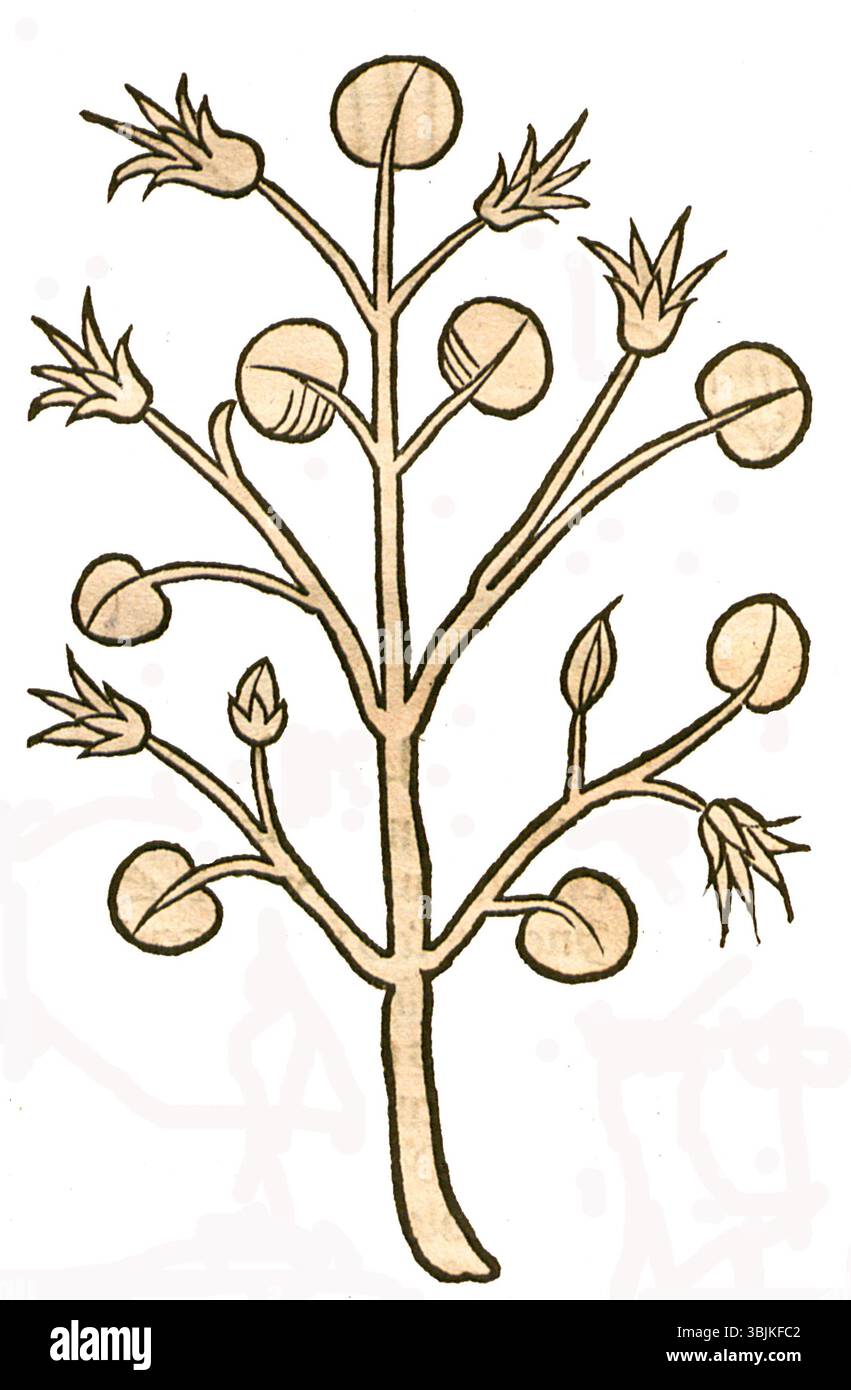 15th century botanical Cut Out Stock Images & Pictures - Alamy