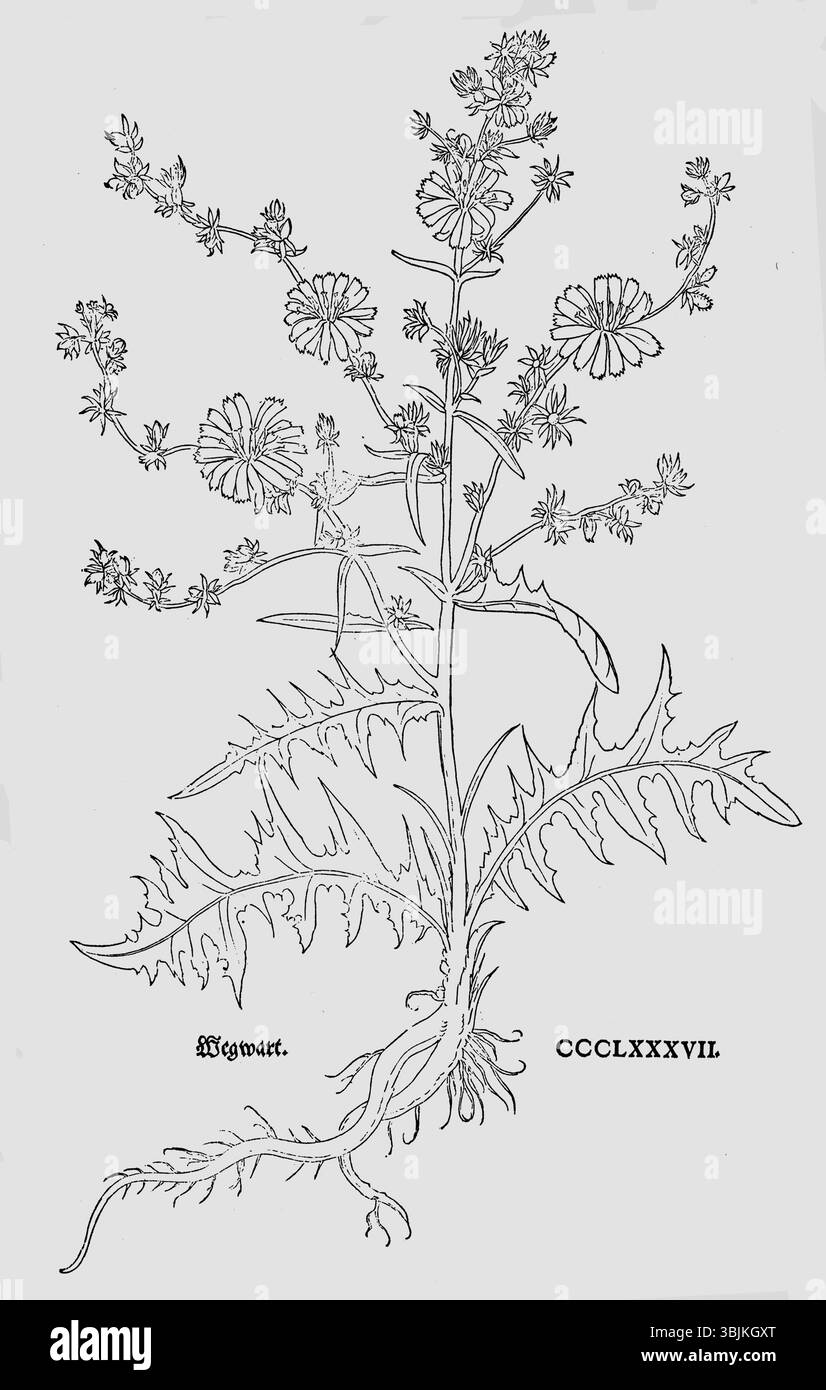 Leonhart Fuchs’s 1543 illustration of *Cichorium intybus* features in ...