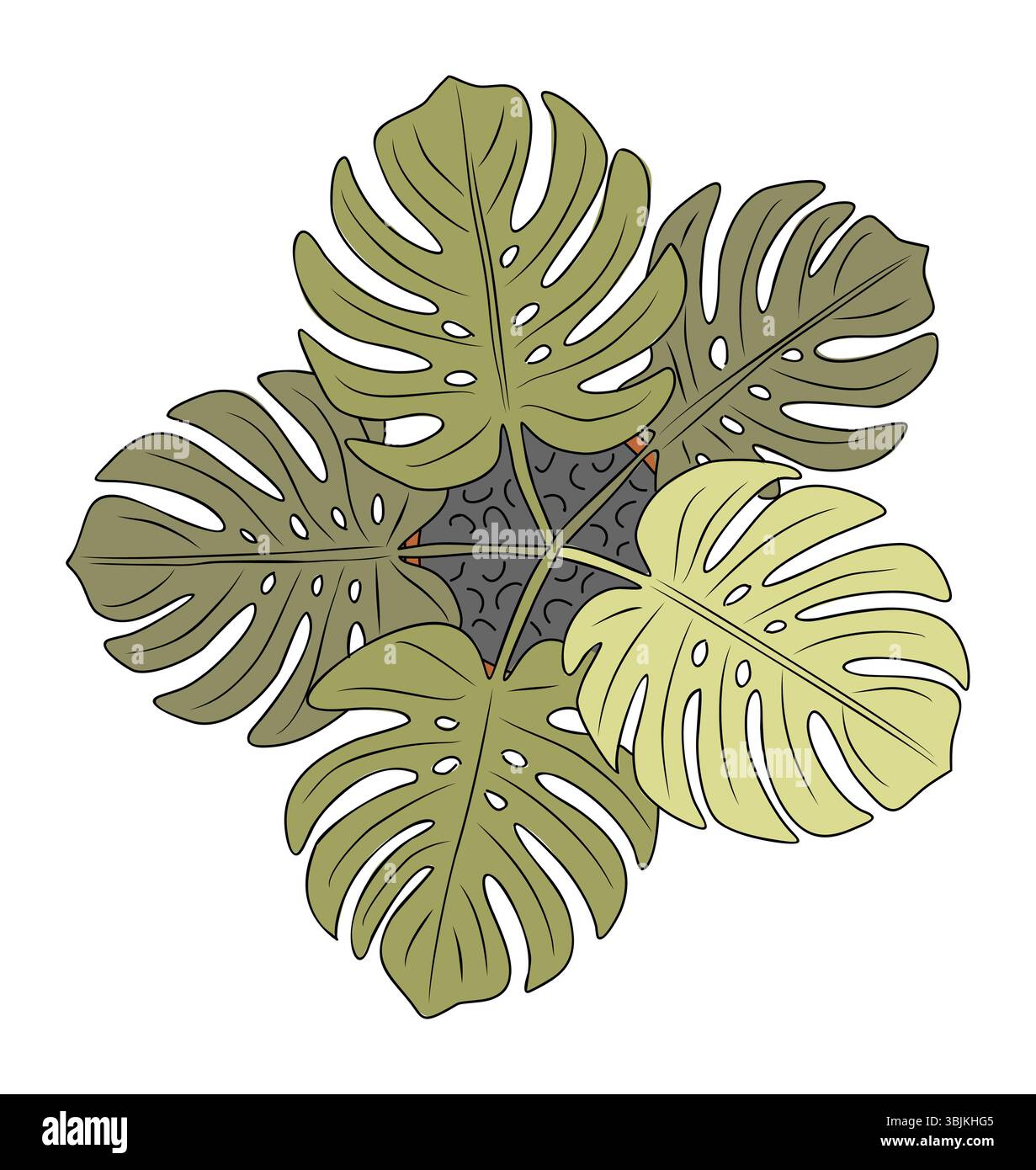 Monstera potted house plant, top view isolated Stock Vector Image & Art ...