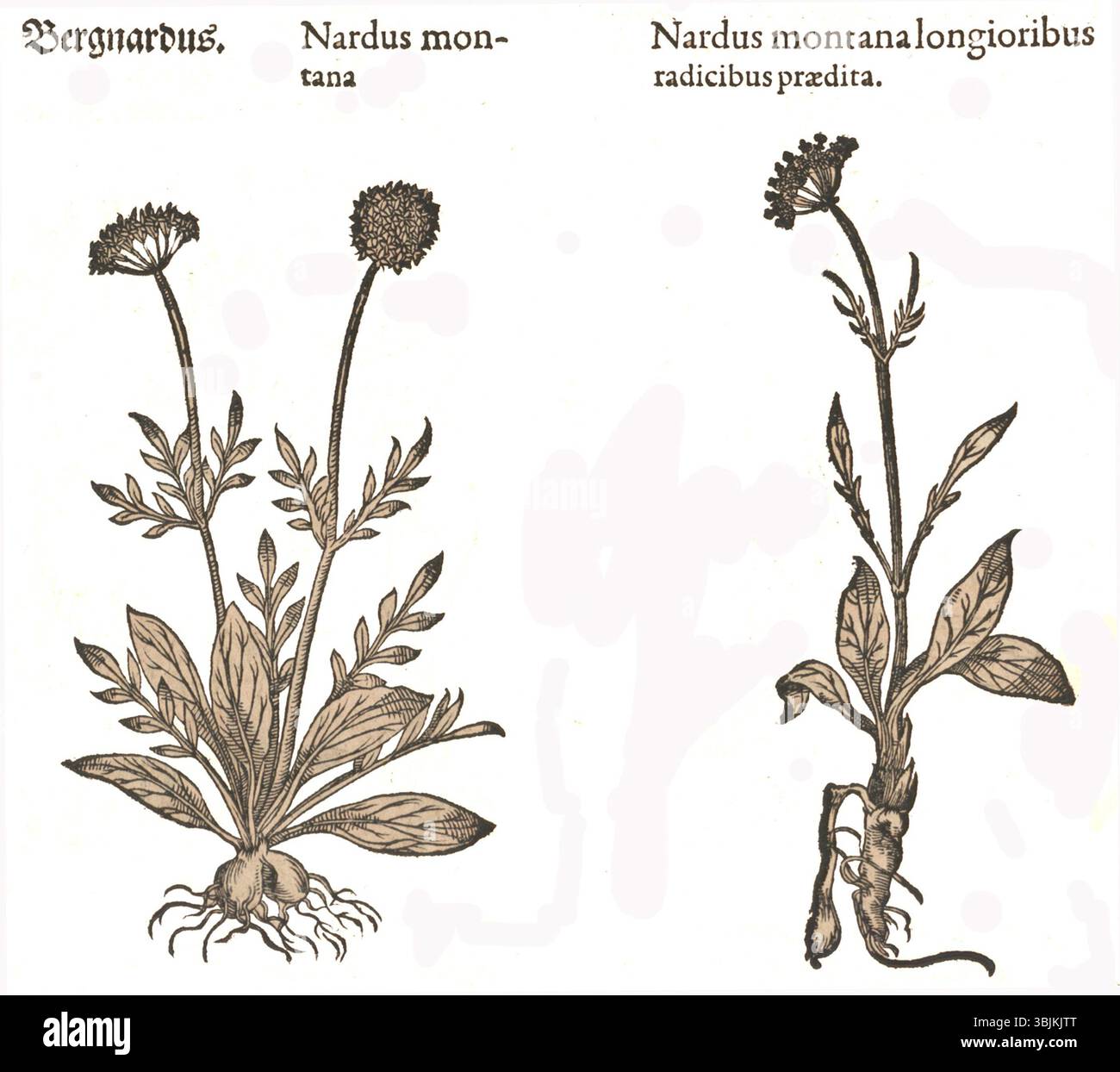 Berg nardus hi-res stock photography and images - Alamy