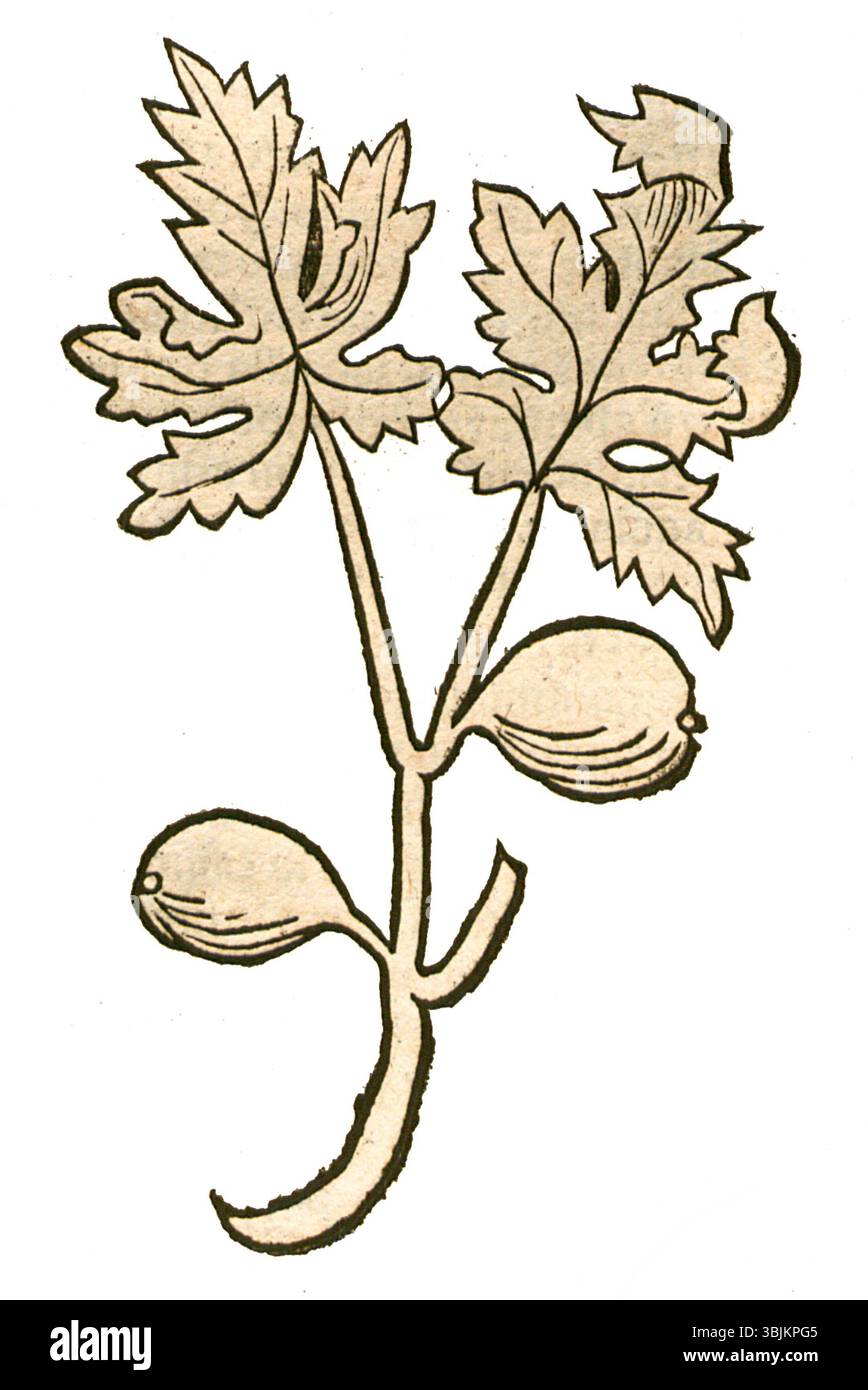 'Hortus Ficus' (1491) is a botanical illustration of the fig tree ...