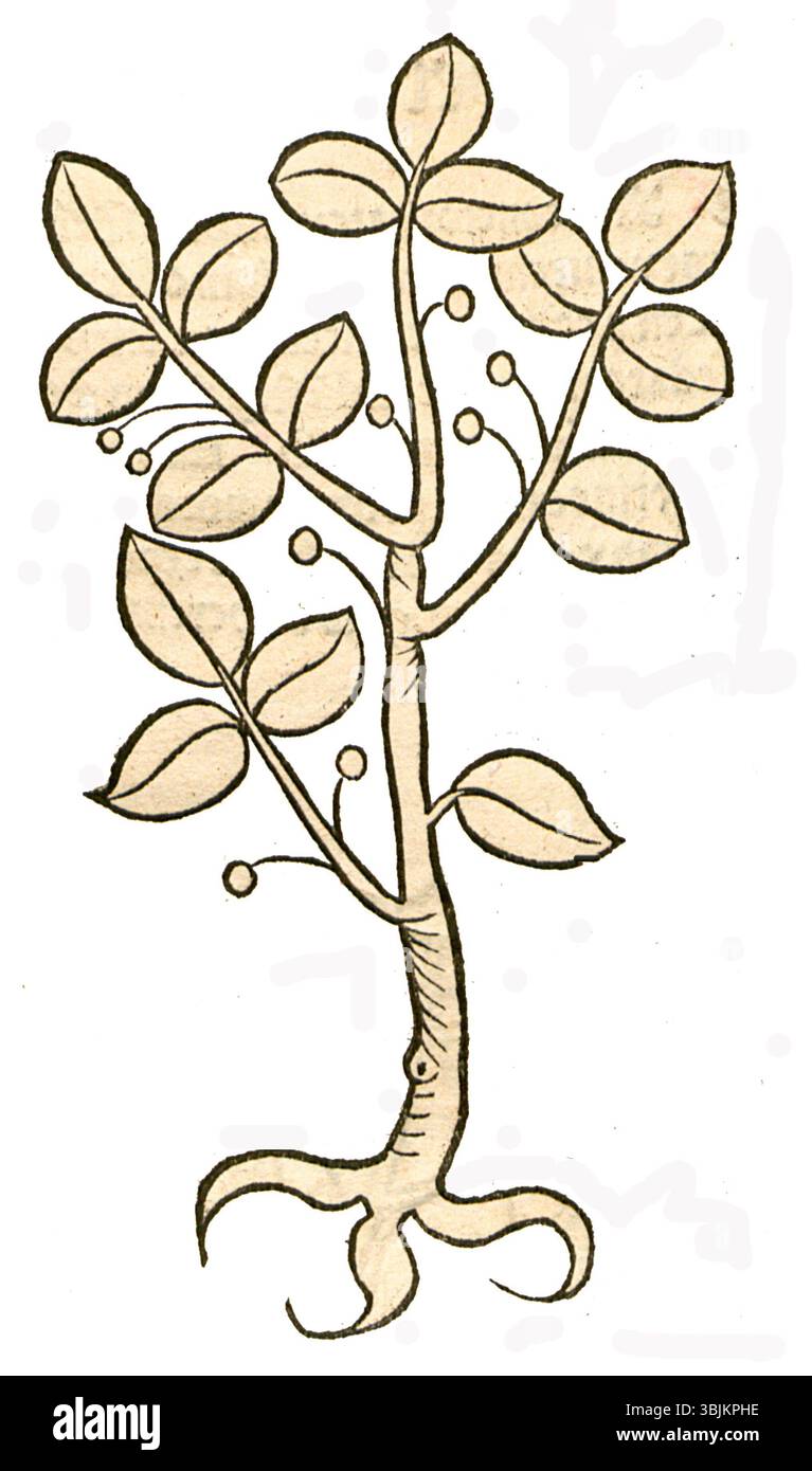 An illustration of *Cordia myxa* from *Hortus Sebesten*, a botanical ...