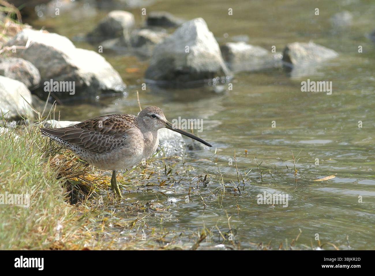 Long-billed dowitcher (Limnodromus scolopaceus) - a shorebird belonging ...