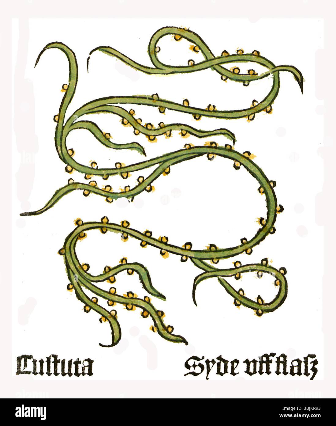 A botanical illustration from 1484 depicting *Cuscuta spec.*, a ...