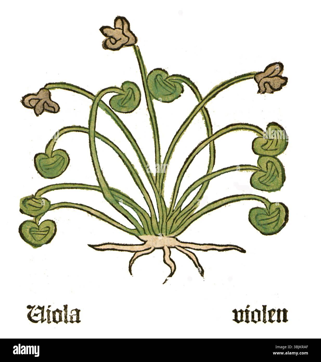 A botanical illustration from the 1484 Herbarius, depicting Viola ...