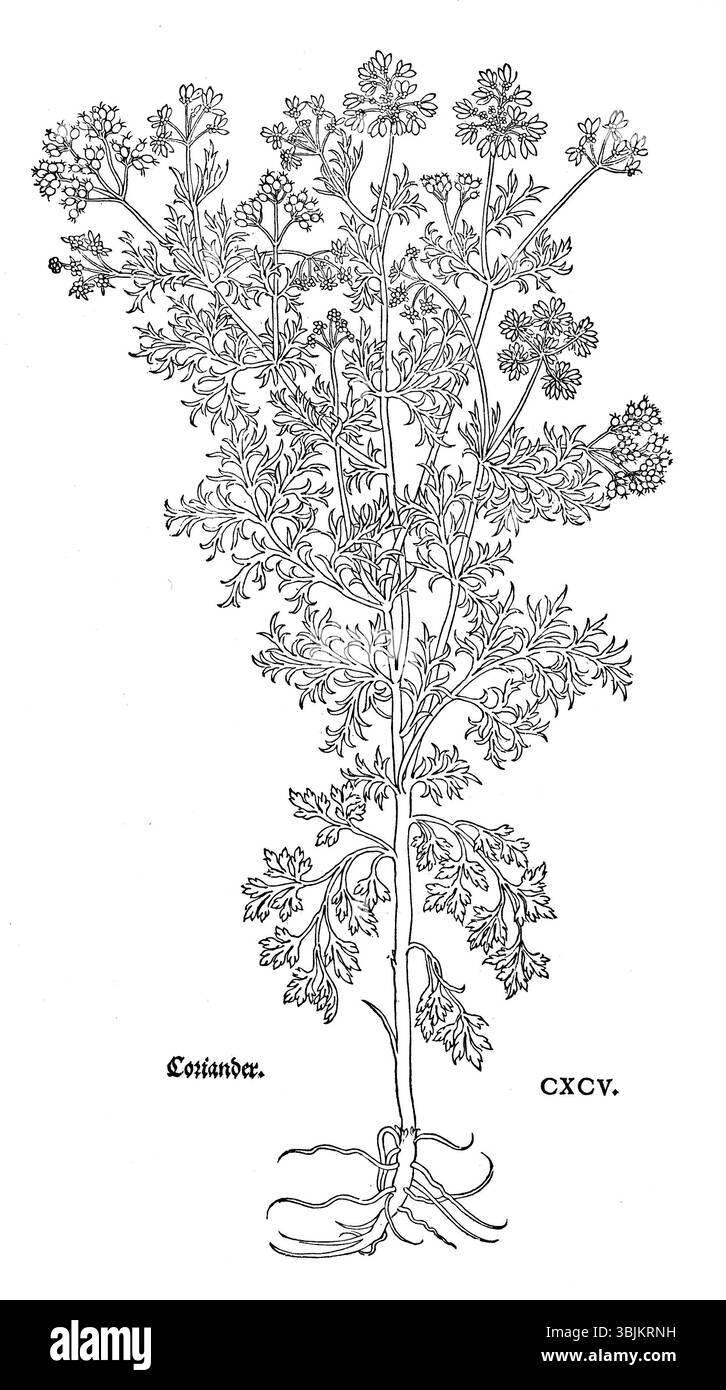 Coriandrum sativum plants Black and White Stock Photos & Images - Alamy