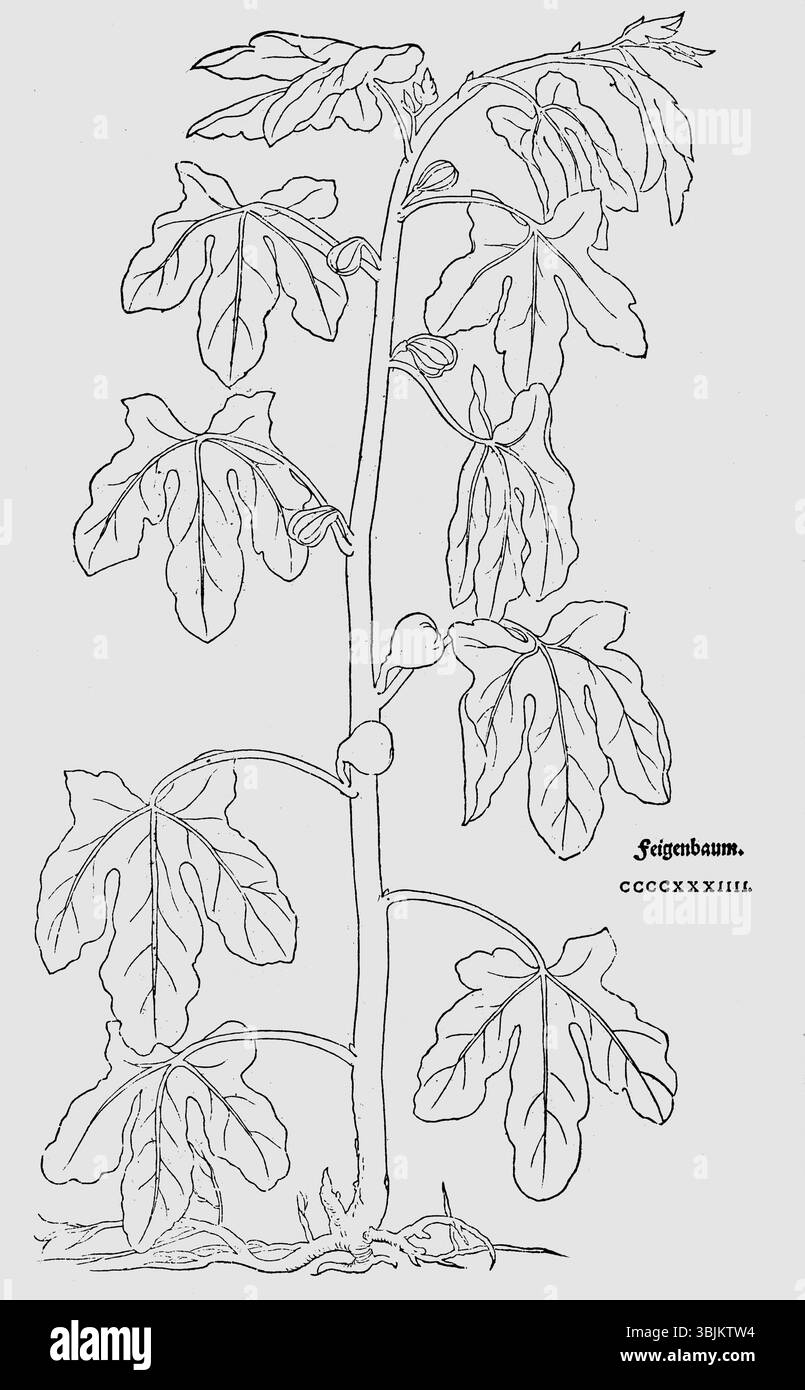 Illustration showcases detailed renderings Black and White Stock Photos ...