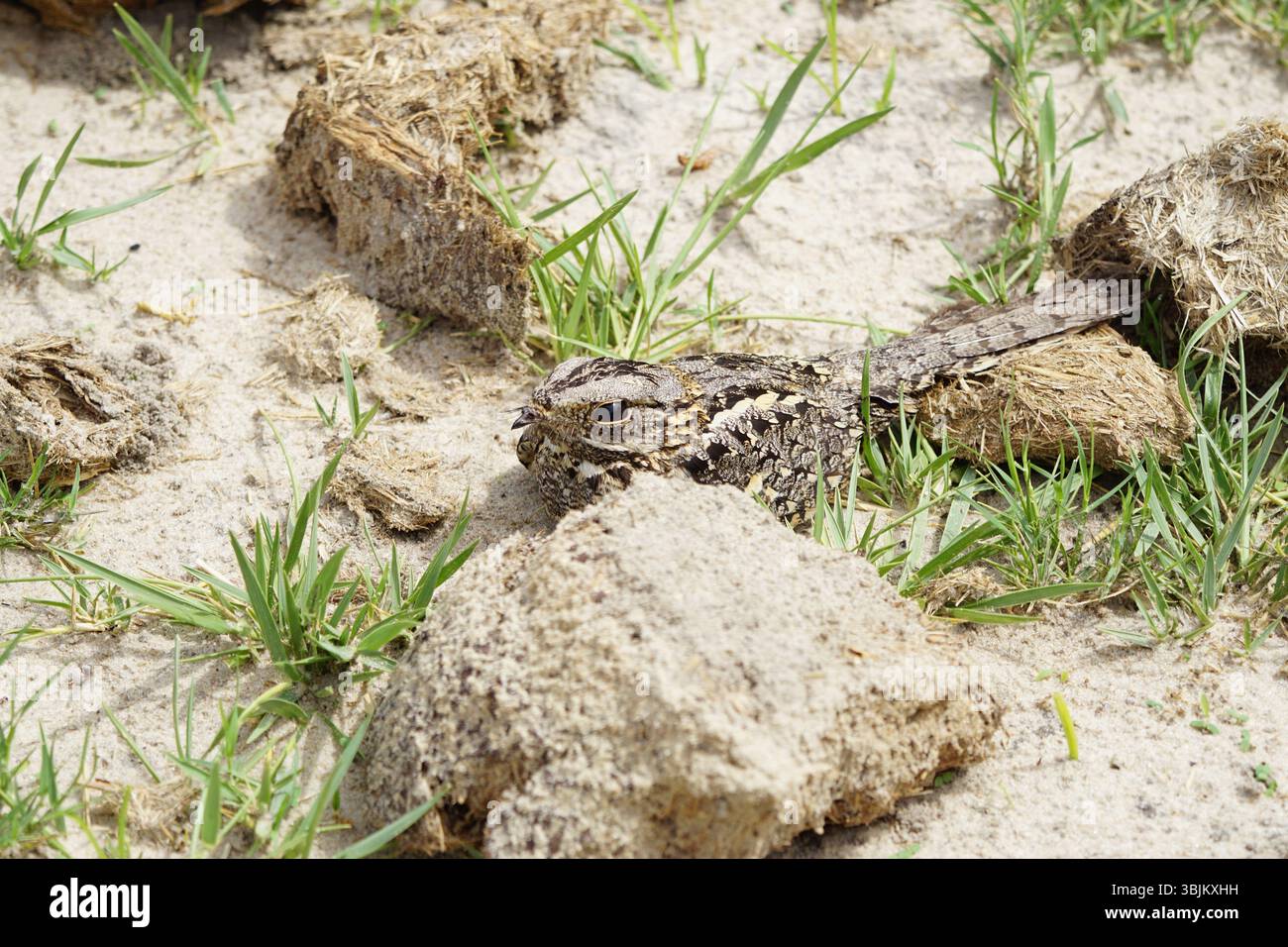 Nightjar bird nesting roosting on dry soil ground in Botswana, Africa ...