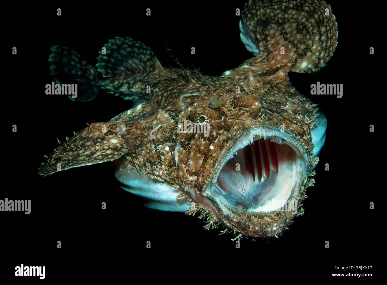 Lophius piscatorius mouth open hi-res stock photography and images - Alamy