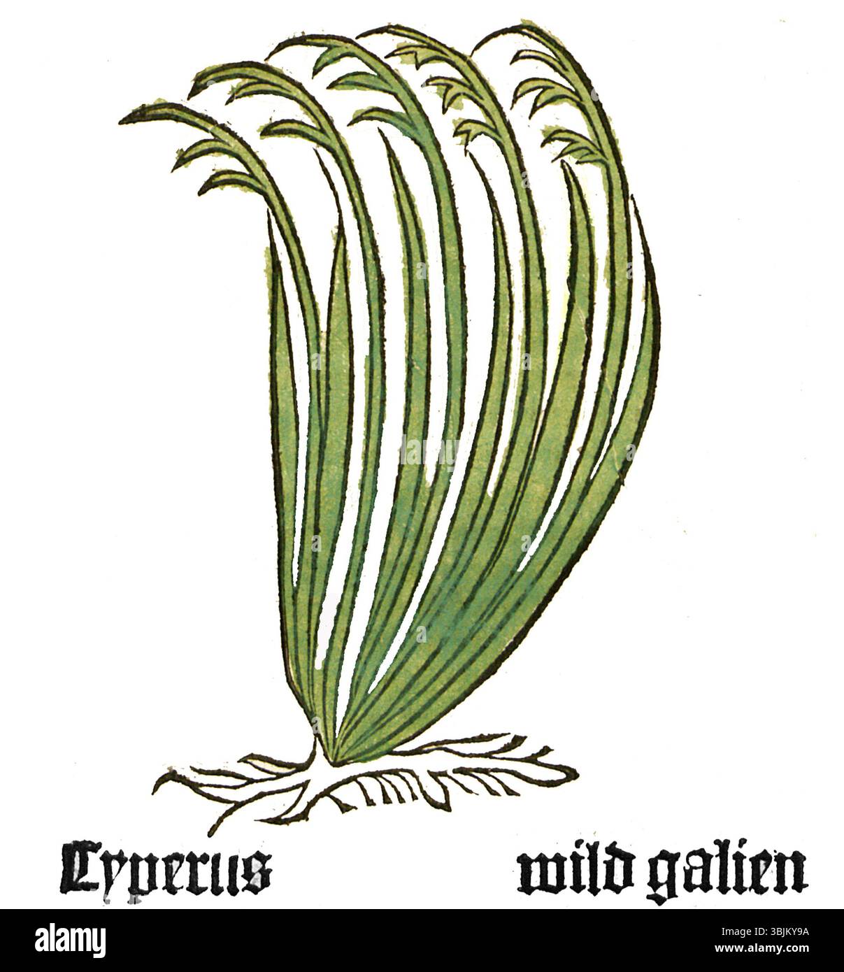 Illustration of *Cyperus spec* from *Herbarius* (1484), an early ...