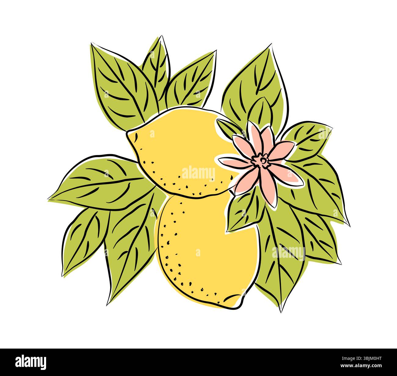 Branch lemons leaves flowers Stock Vector Images - Alamy