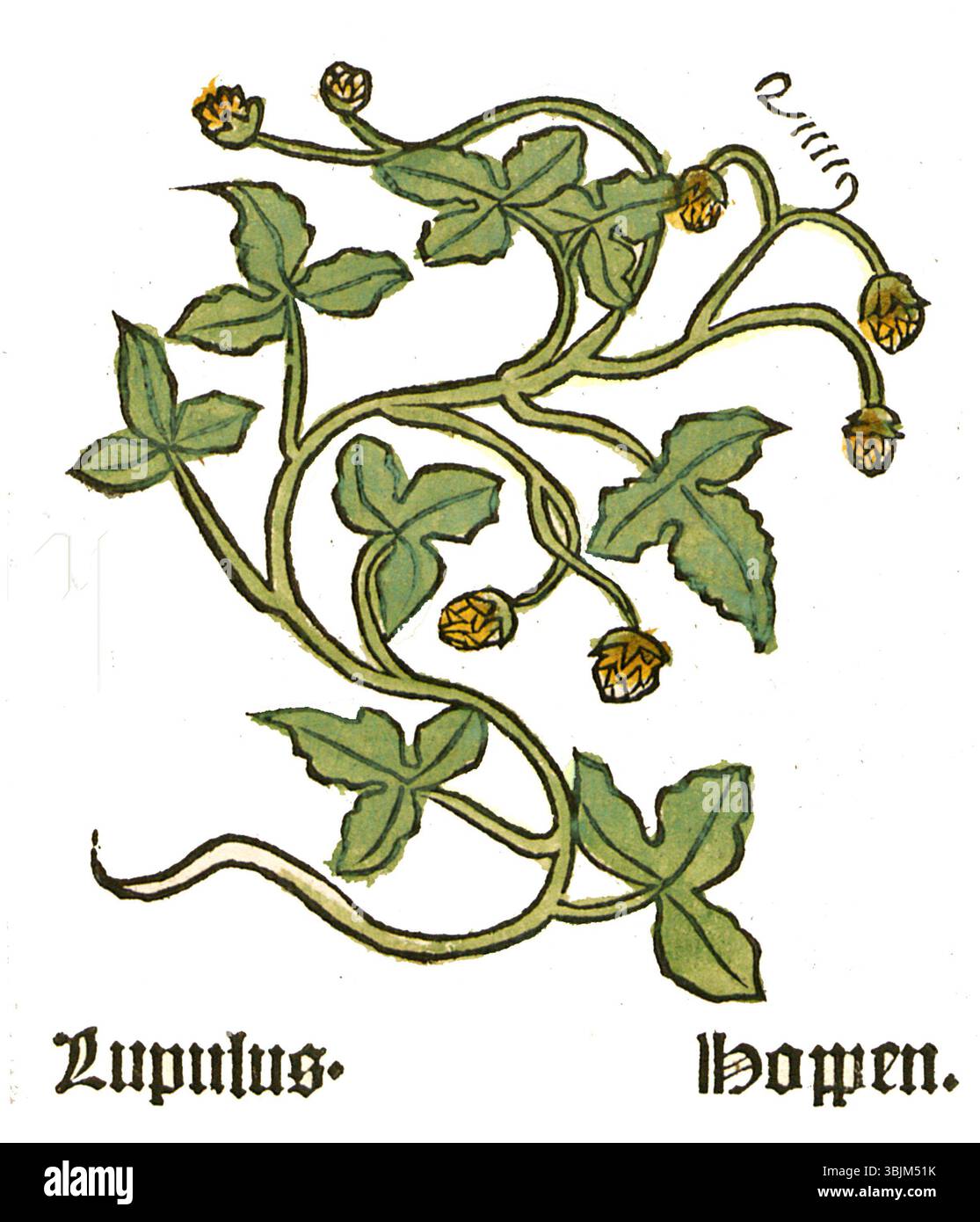 The 'Herbarius Humulus' from 1484 is a botanical depiction of the hop ...