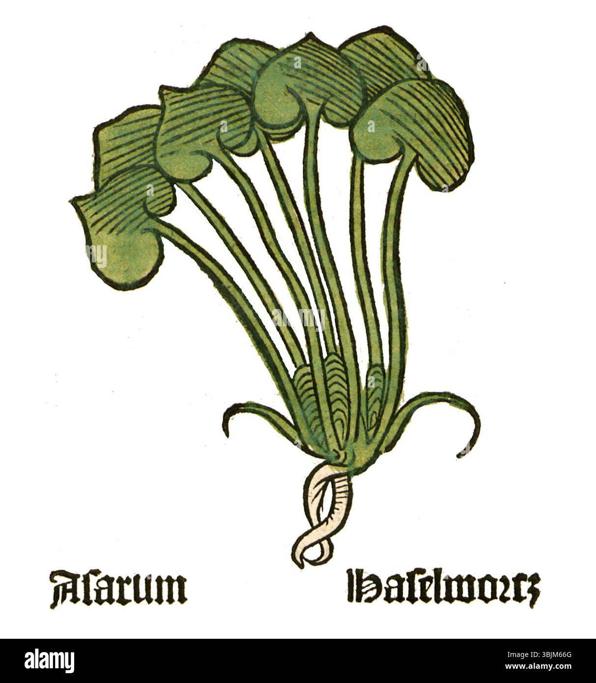 An 1484 illustration from the Herbarius manuscript, showcasing Asarum ...