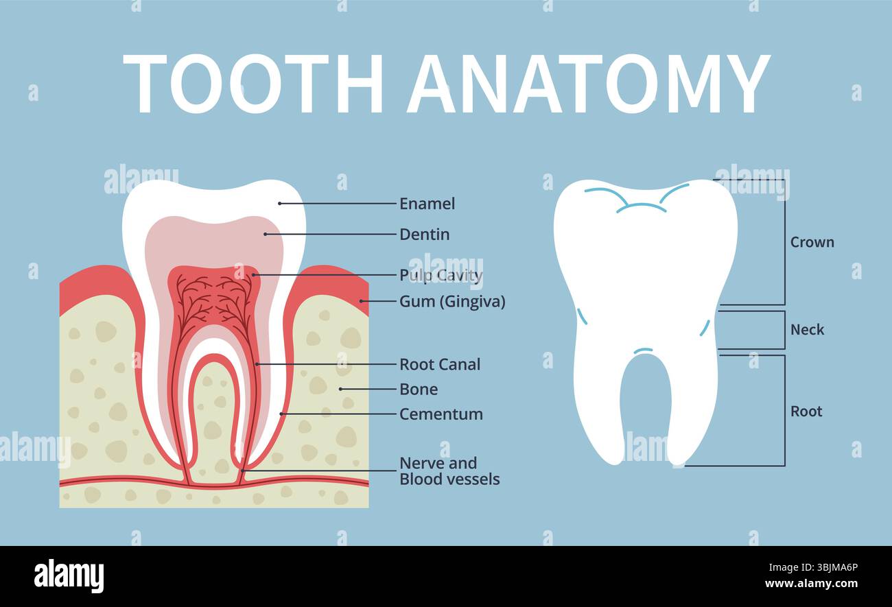 Tooth in section poster. Human dental anatomy structure, medical ...