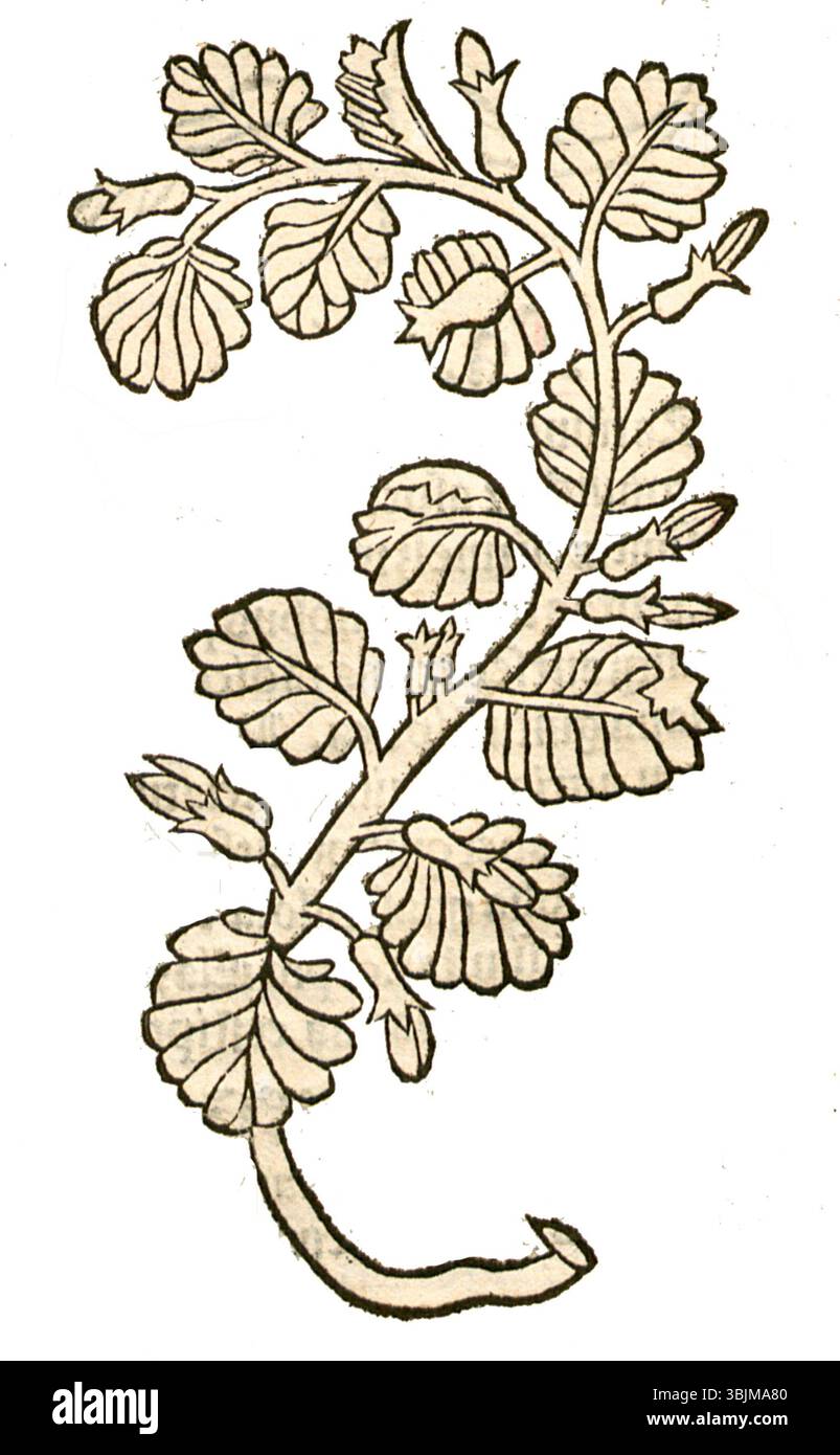 Research focuses on plants Cut Out Stock Images & Pictures - Alamy