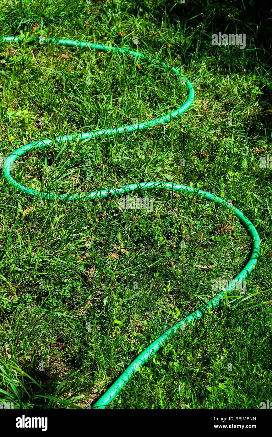 A vibrant green garden hose winds through a patch of fresh grass in a ...