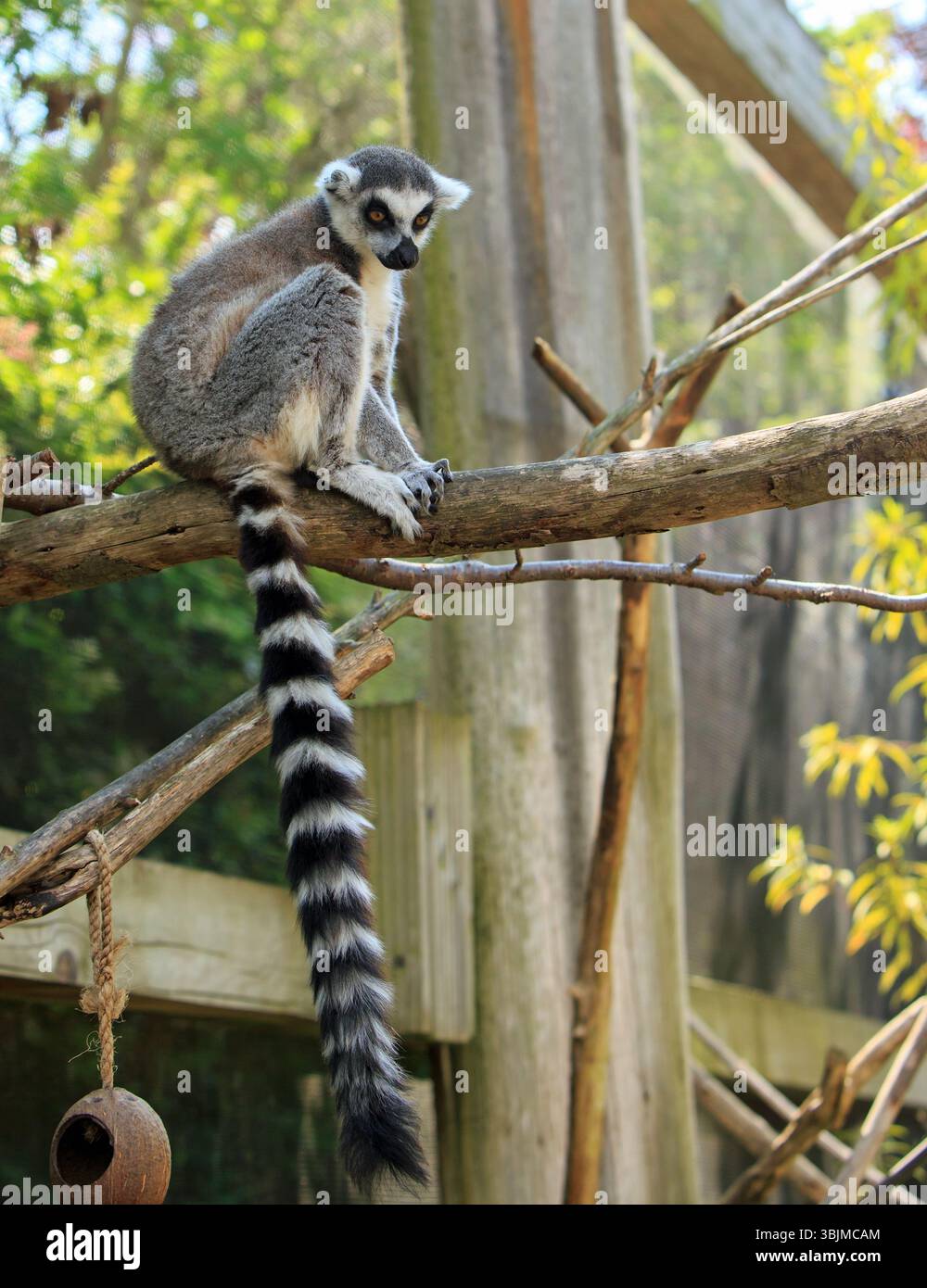 Ring-Tailed Lemur sitting on a branch with lovely fluffy black and ...