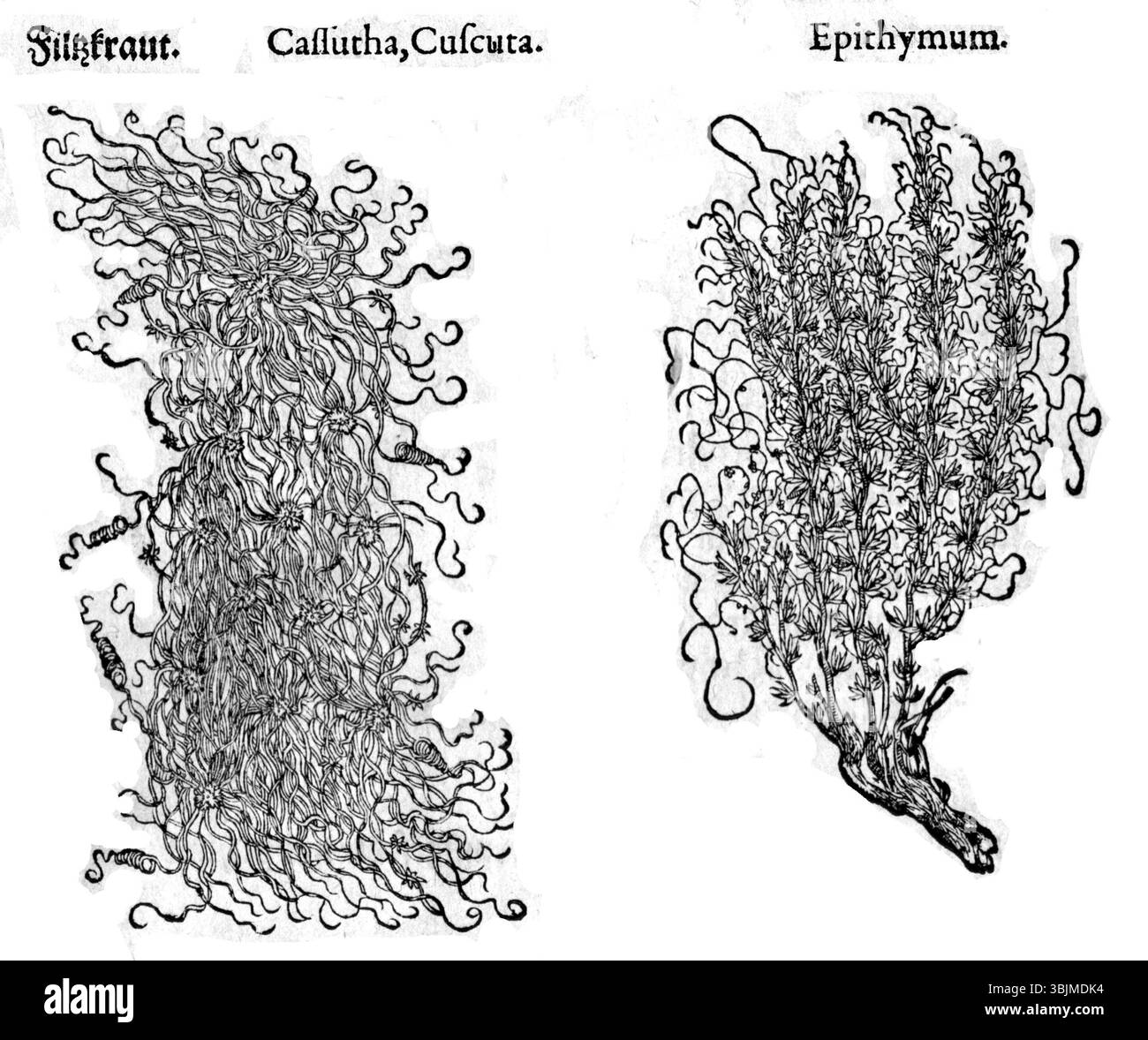 A botanical illustration from Camerarius, dating back to 1586, depicts ...