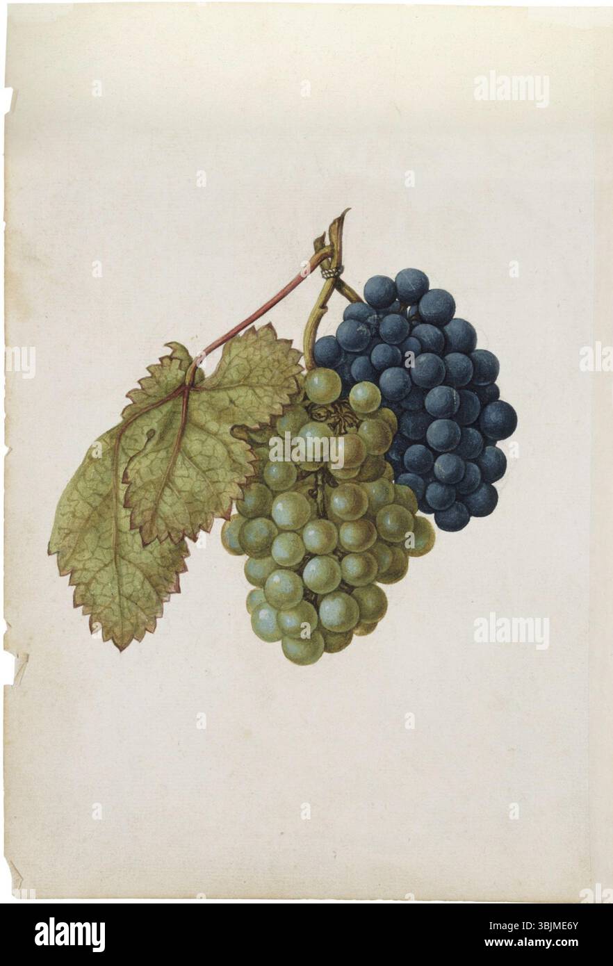 Jacques Le Moyne de Morgues’ 1575 painting 'Vitis vinifera' depicts a ...