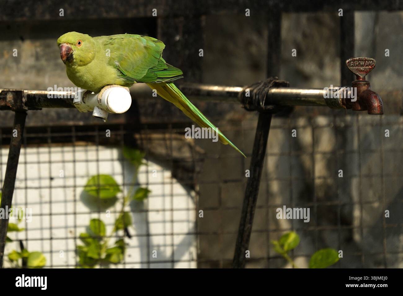 A Parrot drinks water from a tap during a hot summer day In Ajmer ...