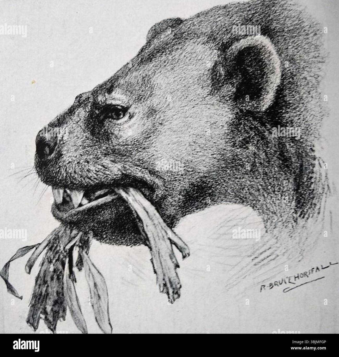 Robert Bruce Horsfall’s 1913 illustration of *Ectoganus gliriformis ...
