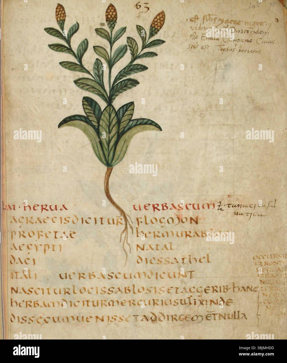 The 6th-century botanical illustration from Leiden depicts Verbascum ...