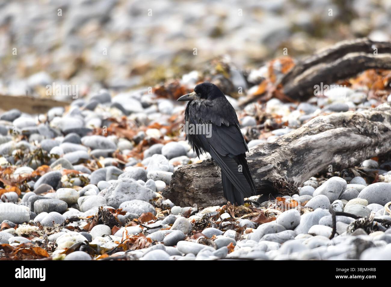 Close-Up Left-Profile Image of a Hooded Crow (Corvus cornix) Huddled Up ...