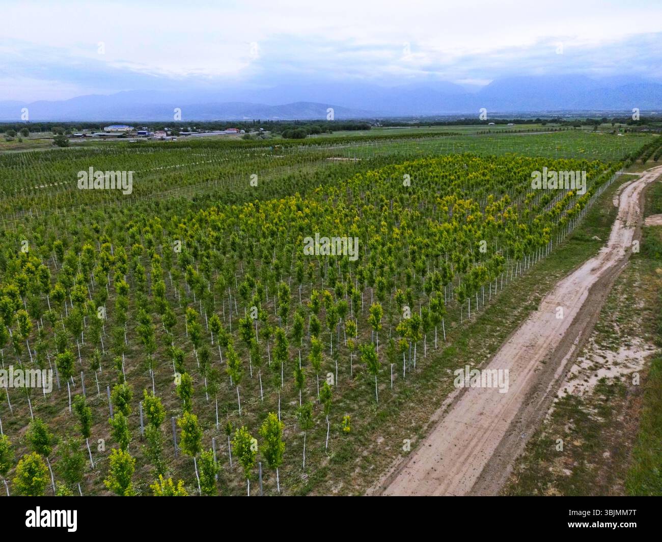 Tree sapling. Plant nursery. Cultivation of different types of trees ...