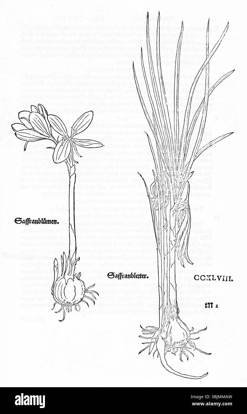 In his 1543 botanical illustration, Fuchs depicts the Saffron crocus ...