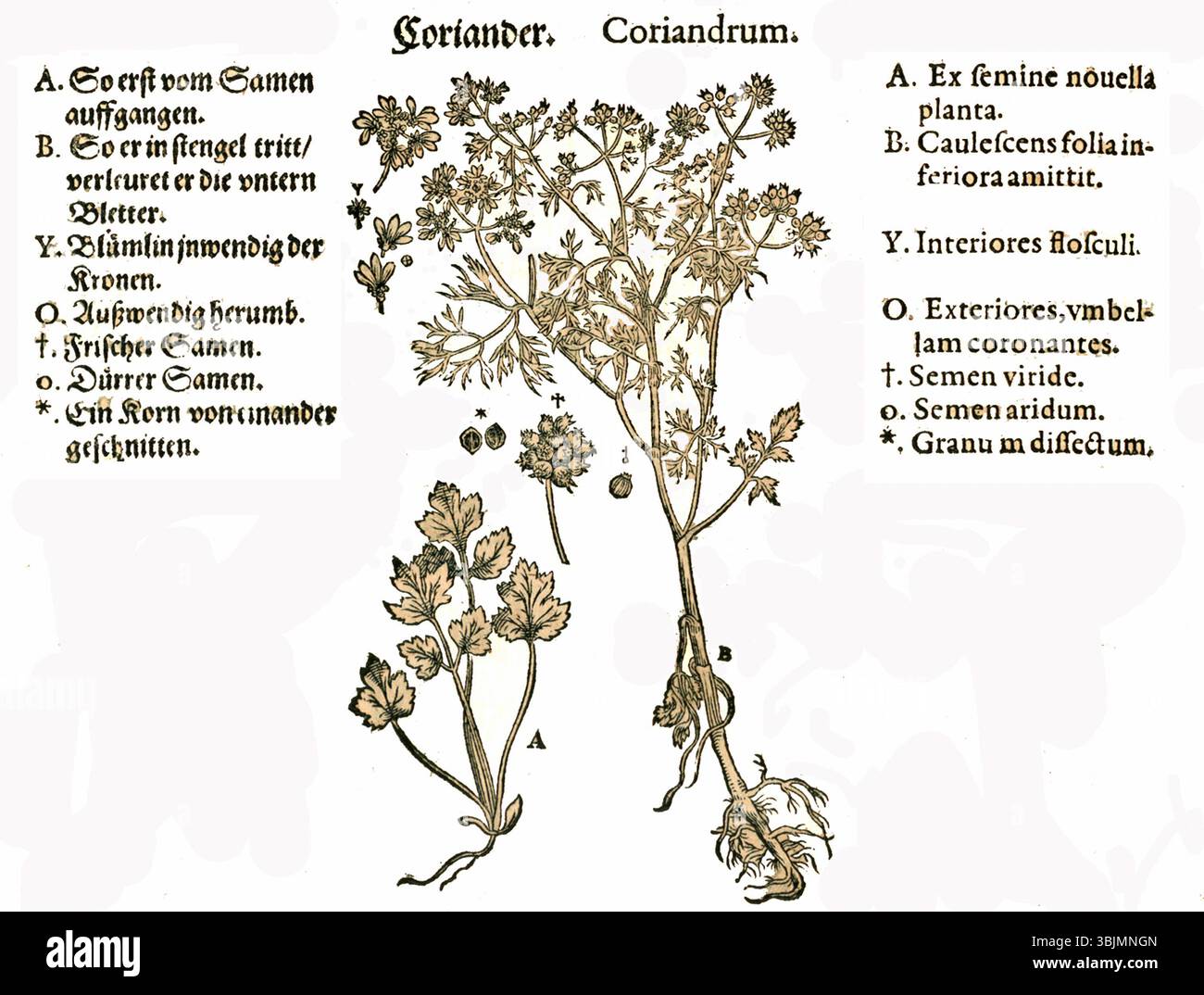 A botanical illustration from 1586 by Camerarius, depicting Coriandrum ...
