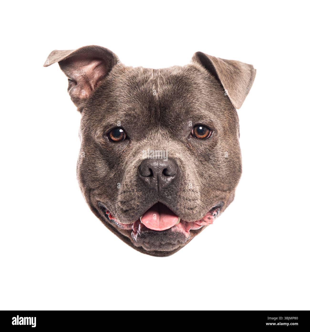 Happy staffordshire bull terrier dog panting and smiling on white ...