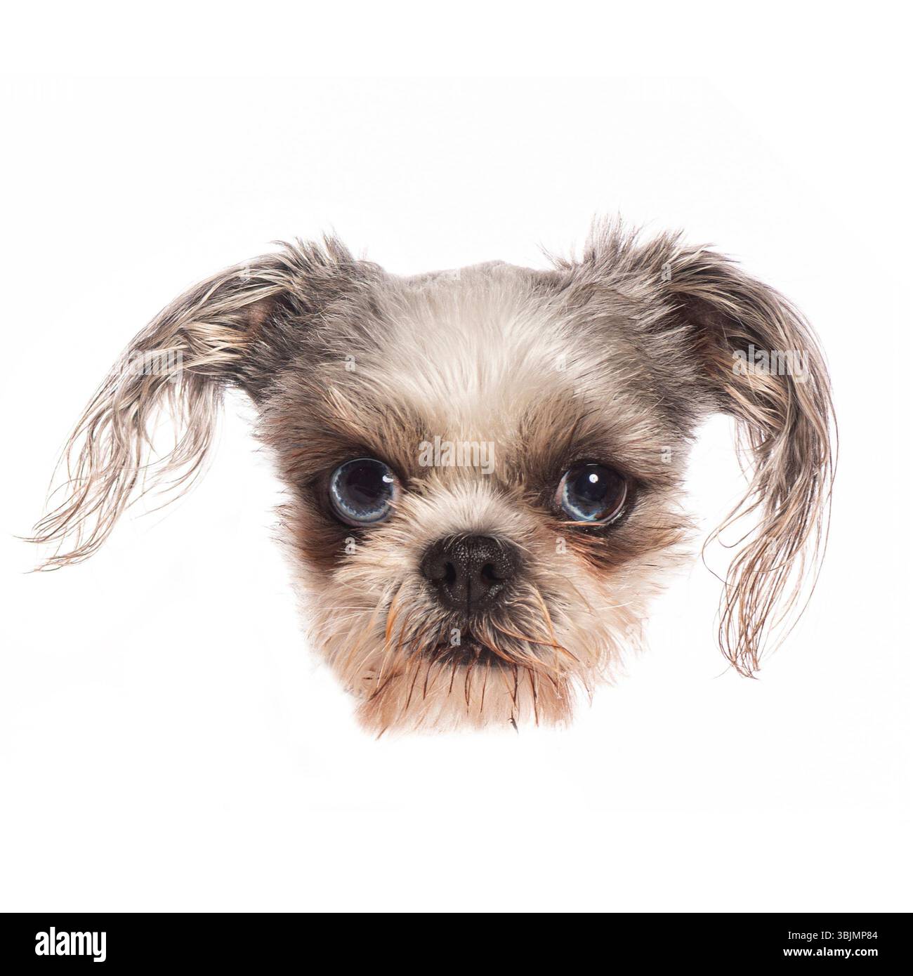 Wet dog head Cut Out Stock Images & Pictures - Alamy