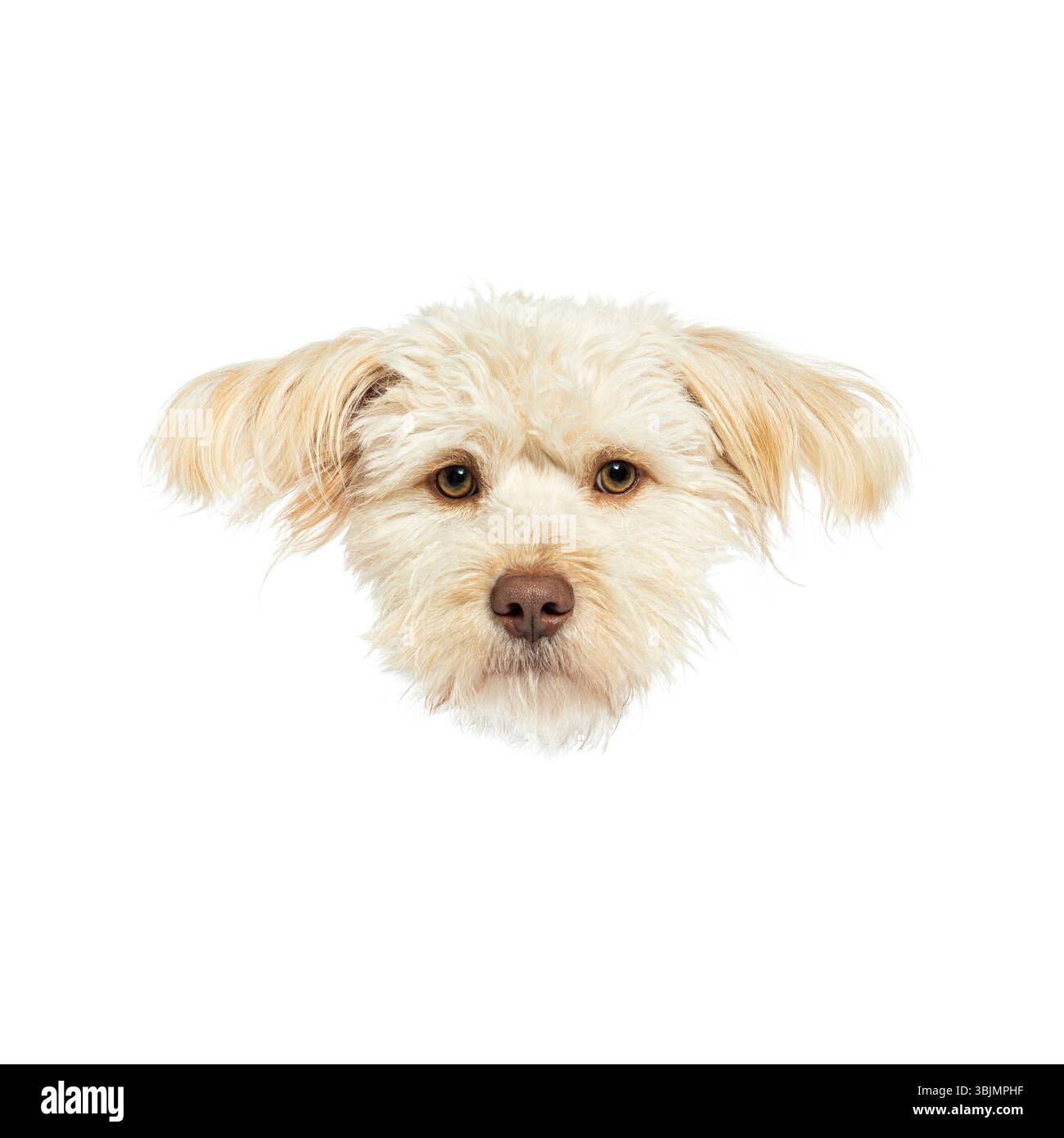 Face small dog long Cut Out Stock Images & Pictures - Alamy