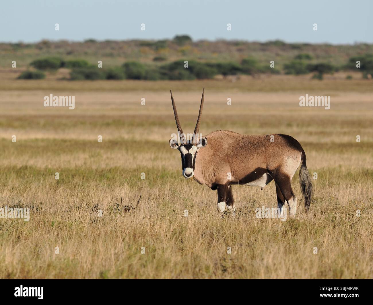 Gemsbok are common in the Kalahari desert, these images being taken at ...