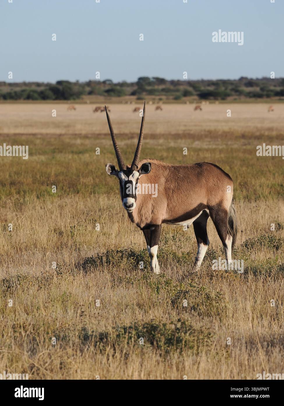 Gemsbok are common in the Kalahari desert, these images being taken at ...