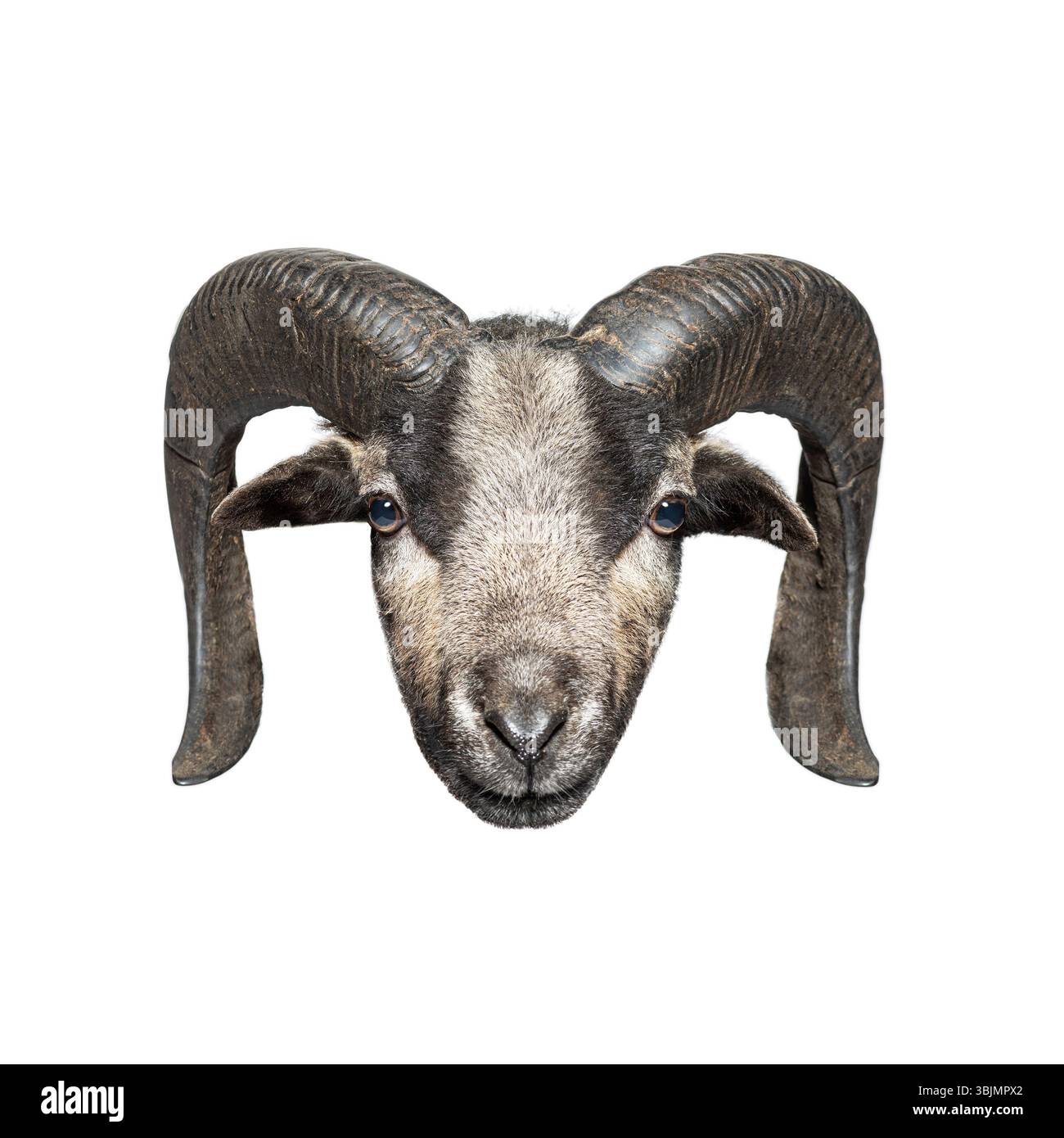 Closeup shot black goat Cut Out Stock Images & Pictures - Alamy