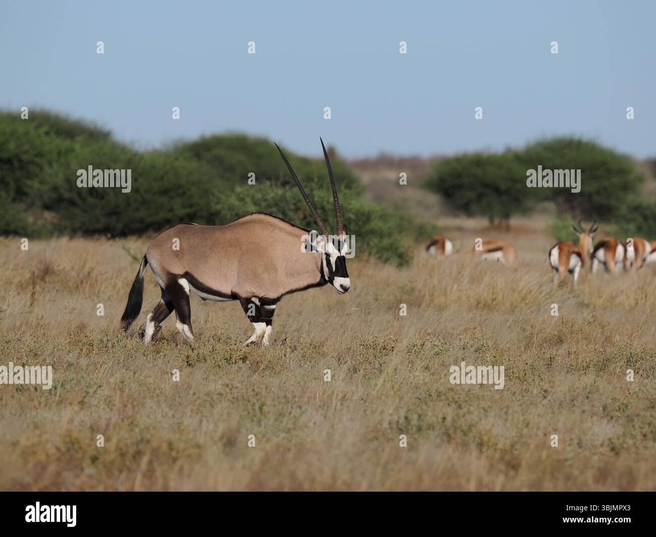 Gemsbok are common in the Kalahari desert, these images being taken at ...