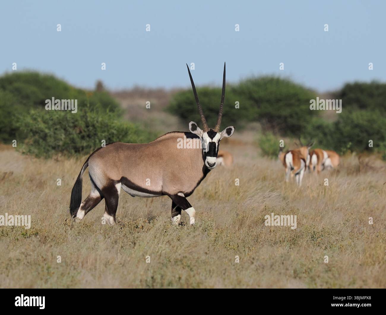 Gemsbok are common in the Kalahari desert, these images being taken at ...