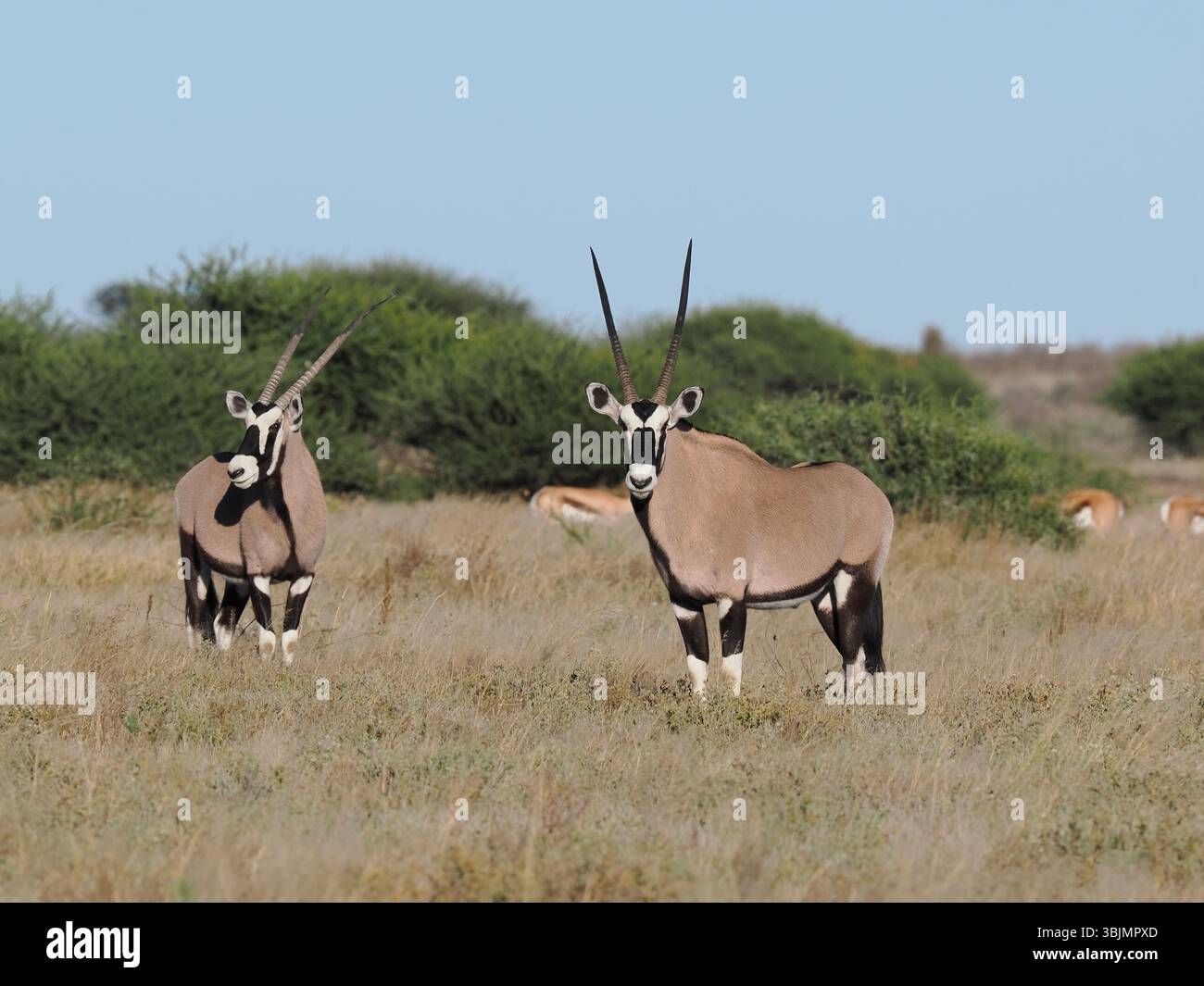 Gemsbok are common in the Kalahari desert, these images being taken at ...