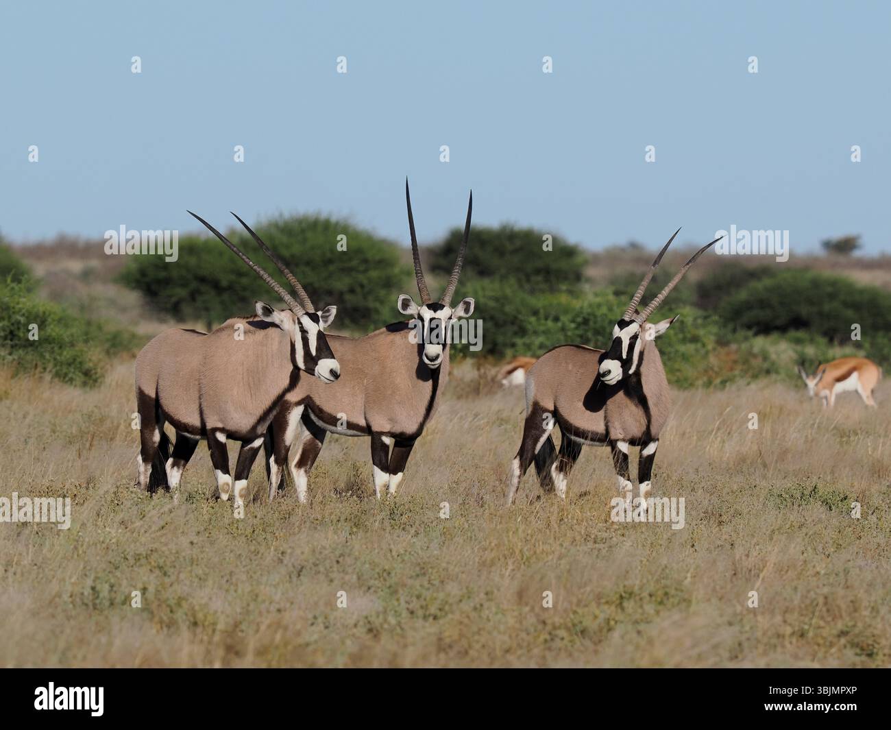 Gemsbok are common in the Kalahari desert, these images being taken at ...