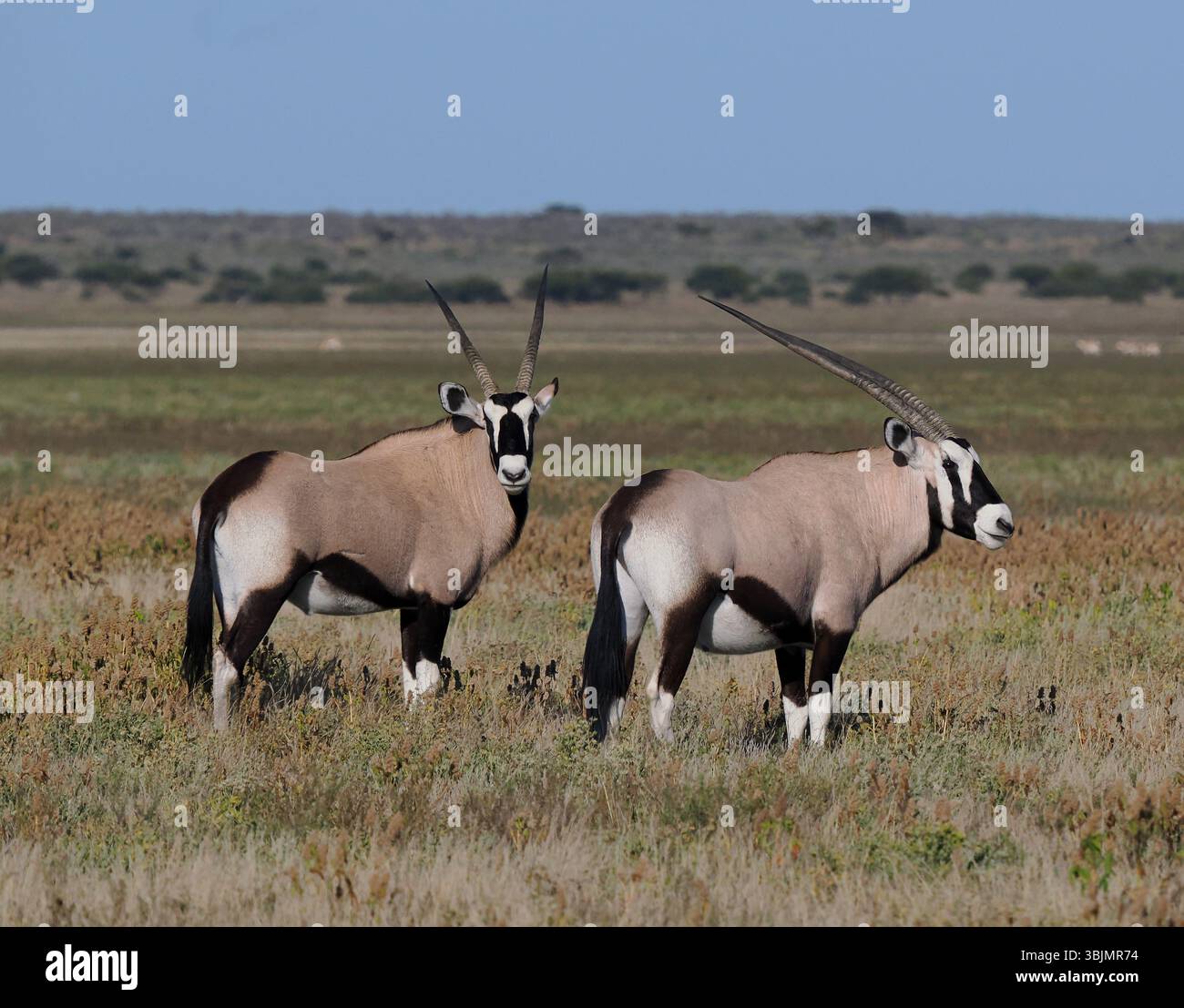 Gemsbok are common in the Kalahari desert, these images being taken at ...