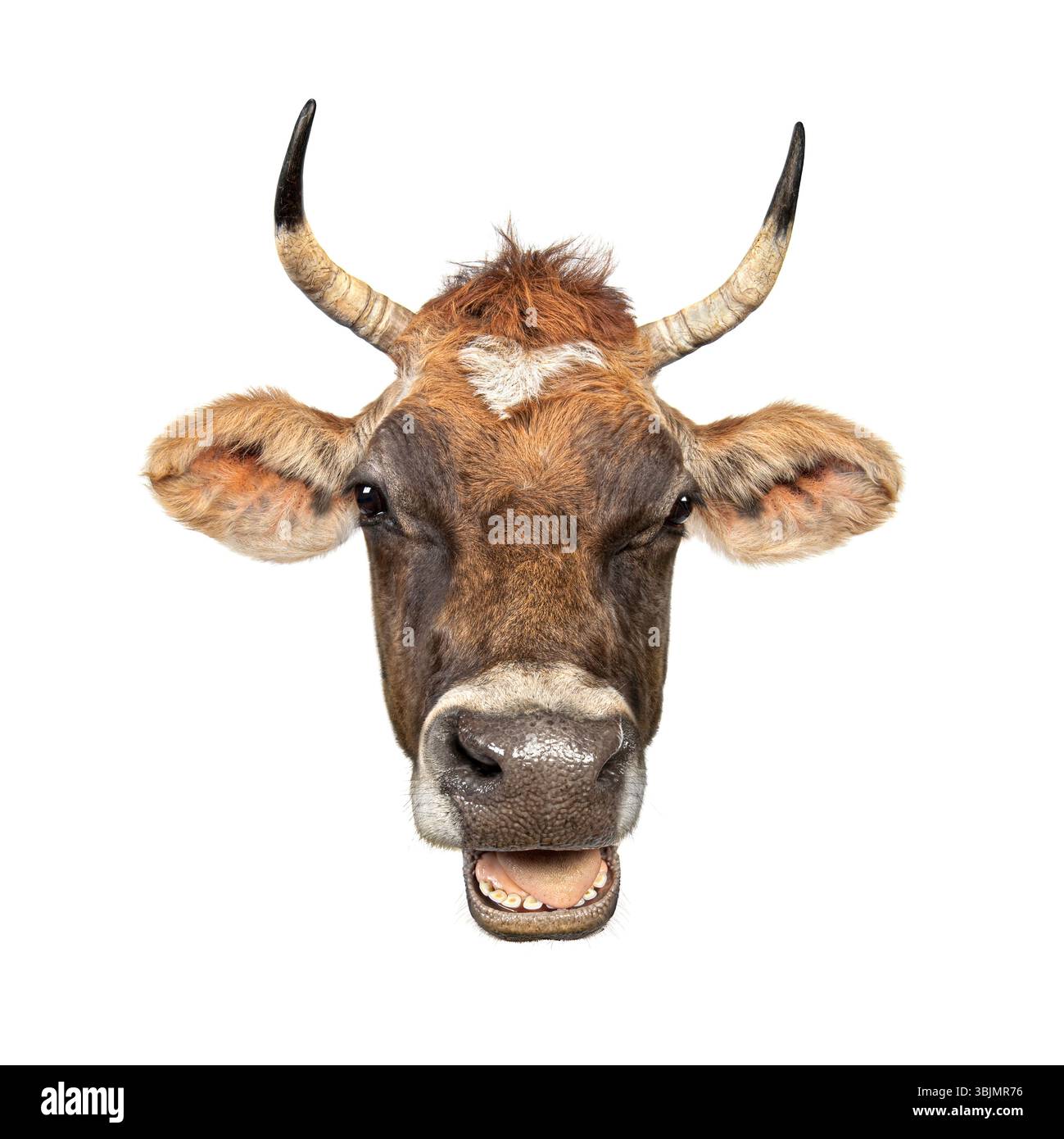 Close up of jersey cow opening its mouth, showing teeth and tongue ...