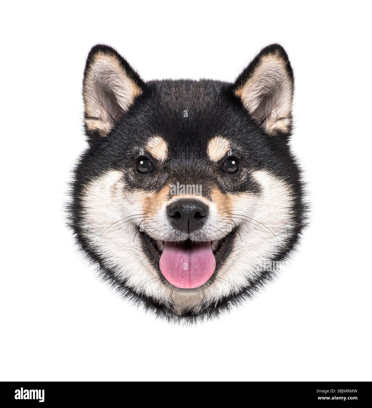 Close up of smiling shiba inu dog sticking out its tongue on a white ...
