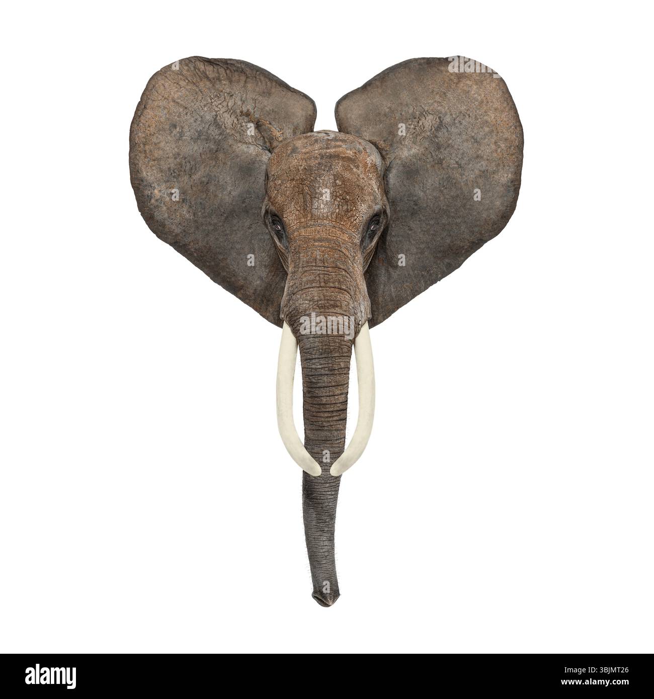 View elephant large tusks Cut Out Stock Images & Pictures - Alamy